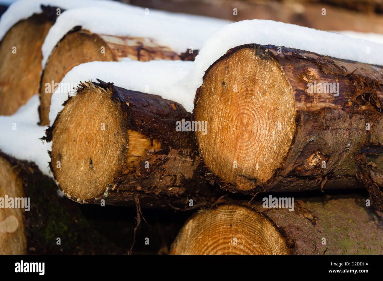 Pile cut branches stack logs hi-res stock photography and images - Alamy