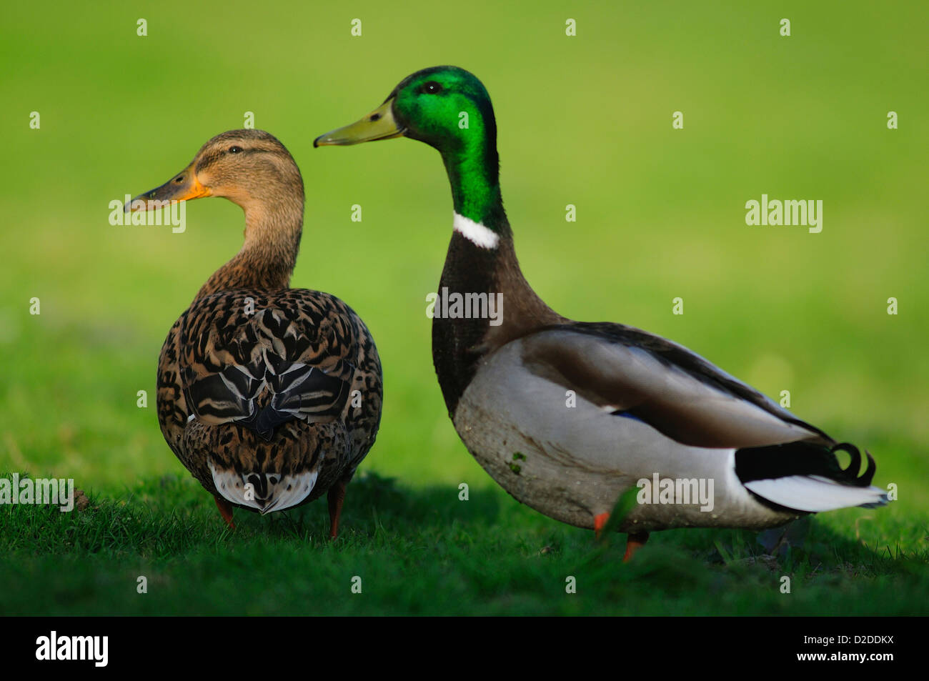 Two mallard ducks, one male and one female Stock Photo - Alamy