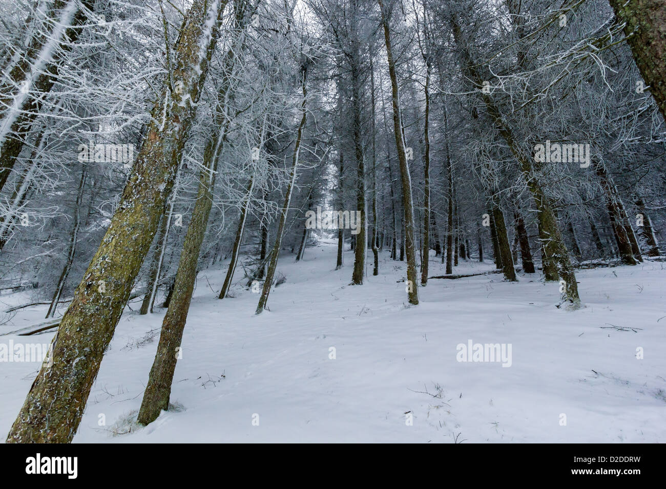 Bare snow covered trees in a snowy forest Stock Photo - Alamy