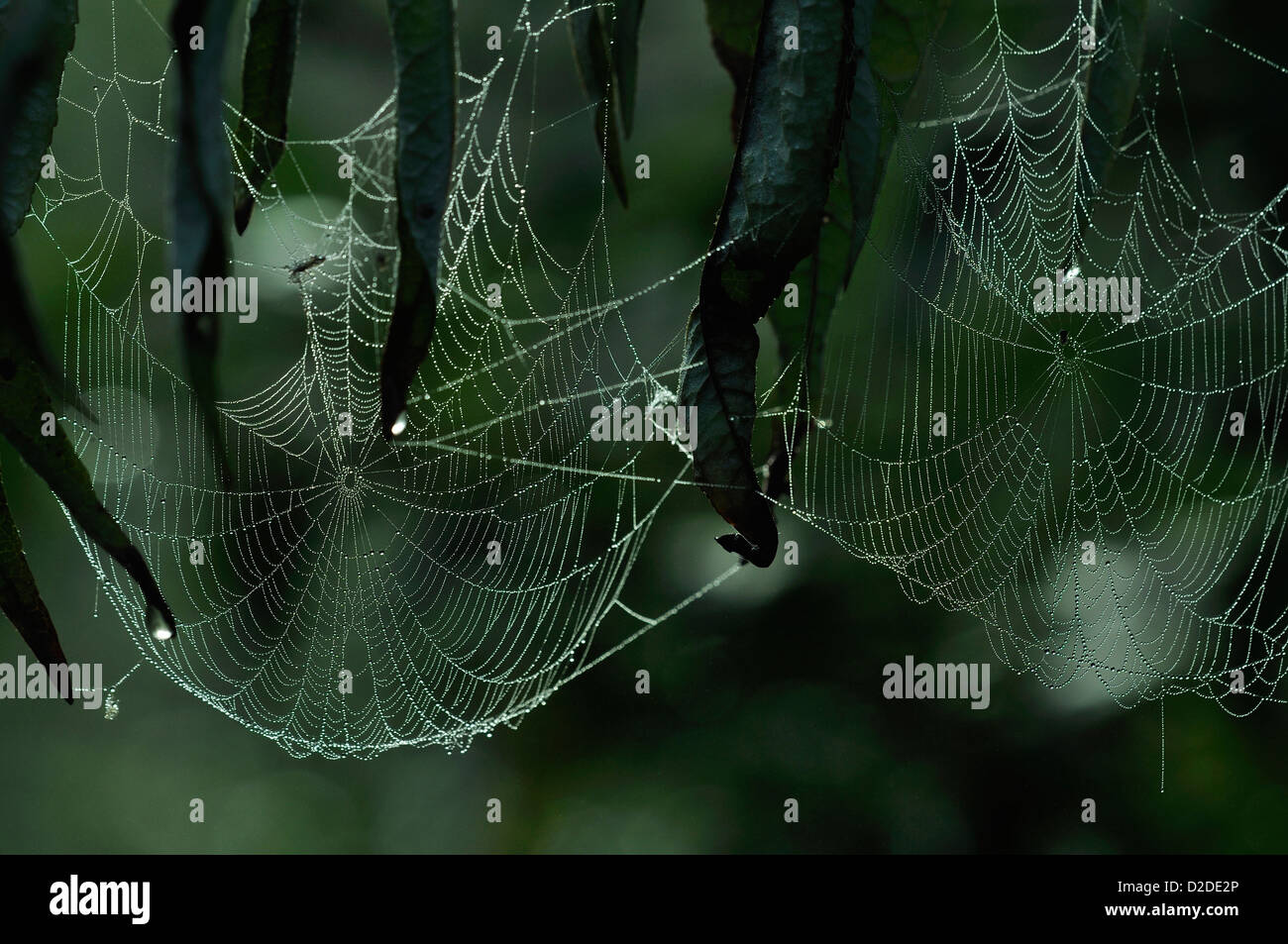 Orb webs covered in dew at dawn Stock Photo - Alamy