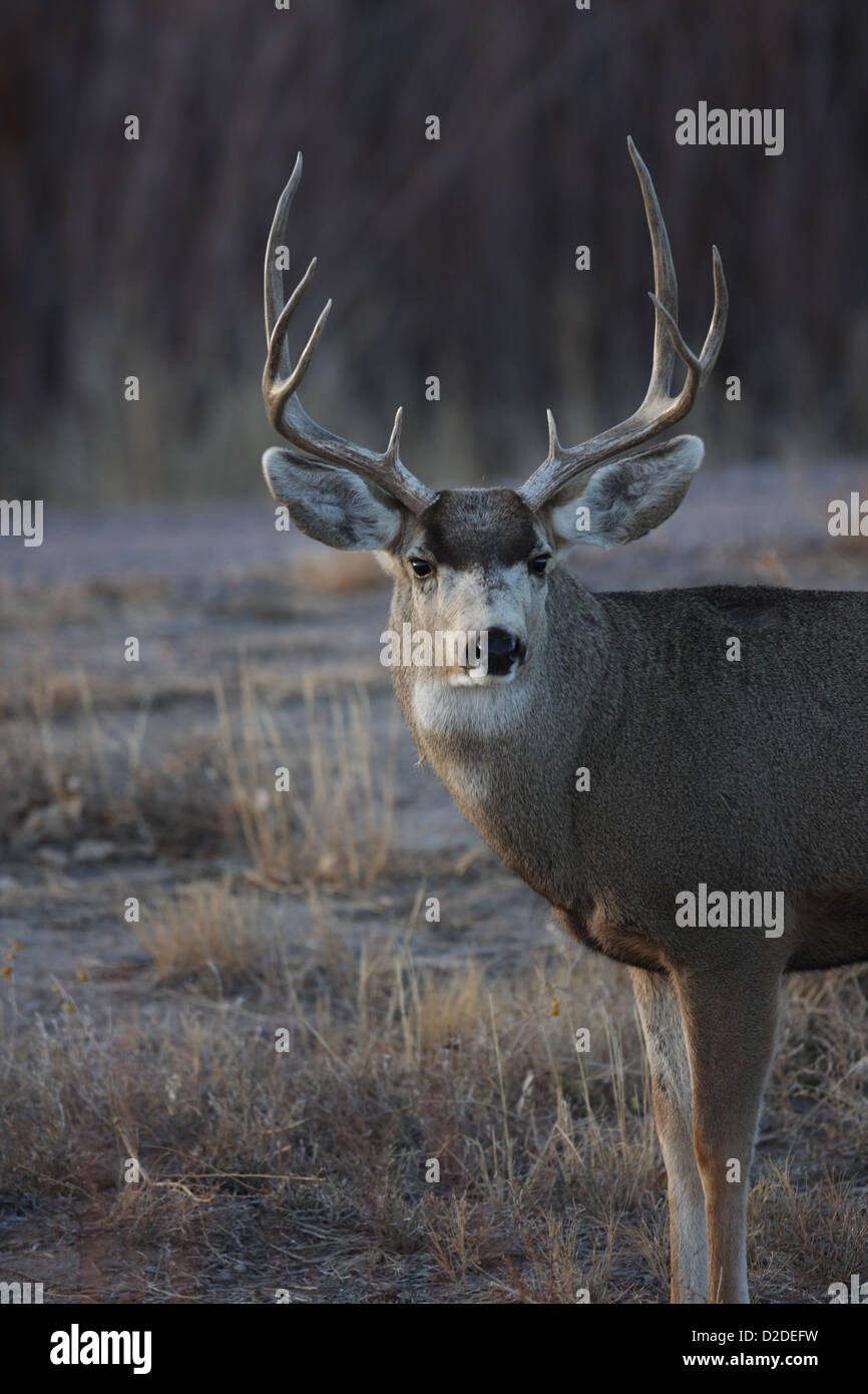 Odocolleus hi-res stock photography and images - Alamy