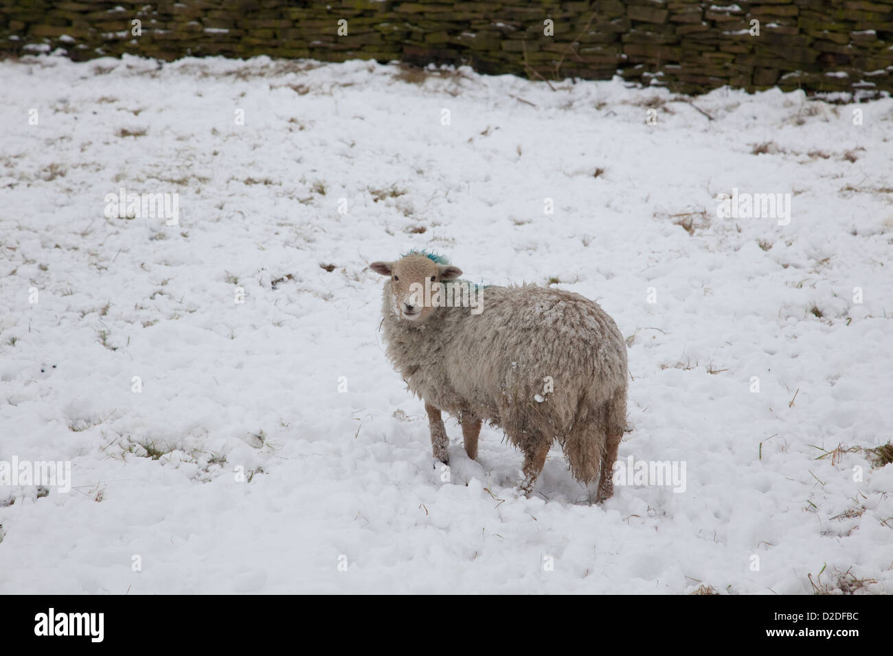 Sheep in snow hi-res stock photography and images - Alamy