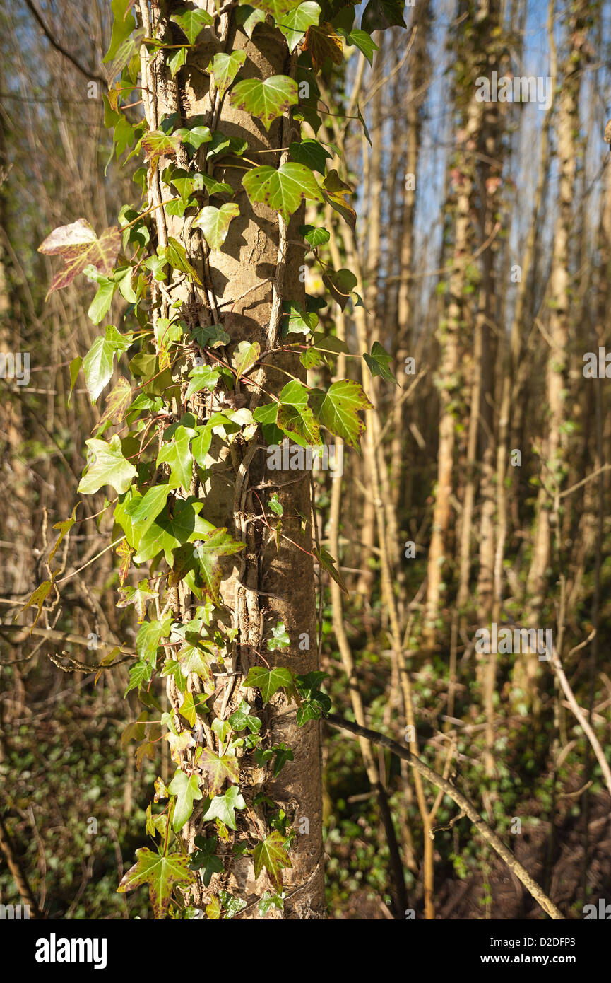 Climbing wild common ivy twists its way up young ash tree sapling in ...