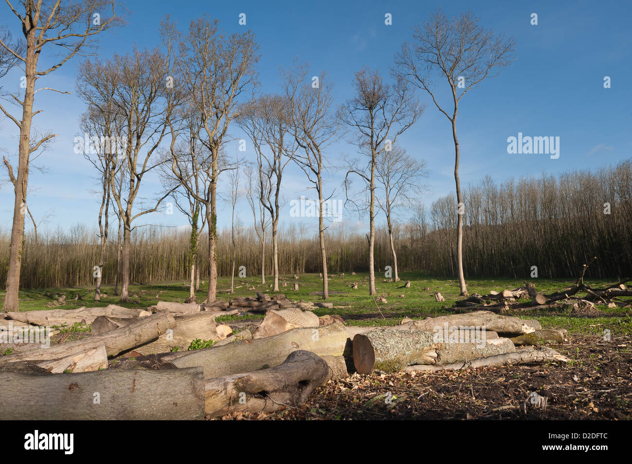 Mature felled ash trees line side of copse woodland of new self planted ...
