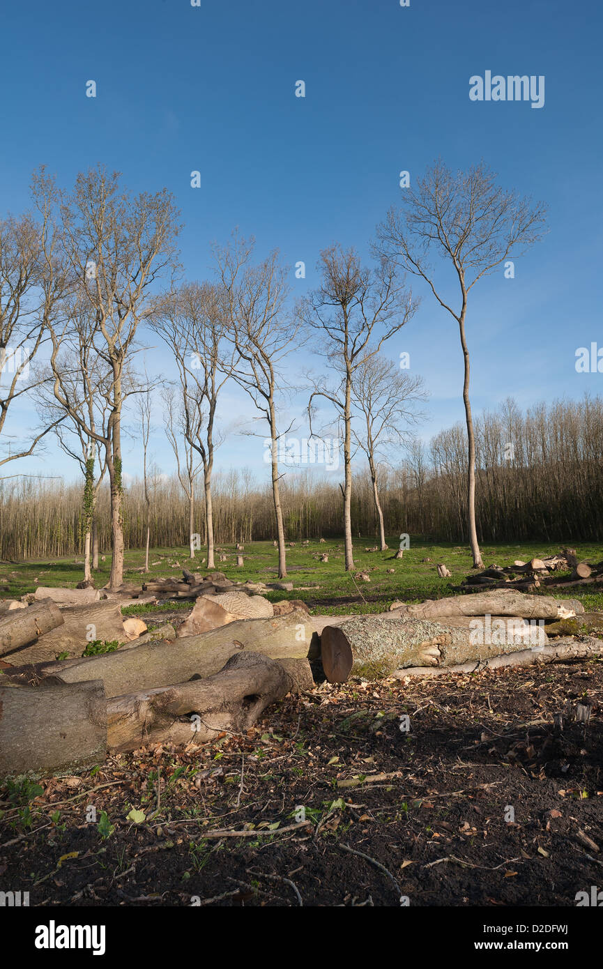 Mature felled ash trees line side of copse woodland of new self planted ...
