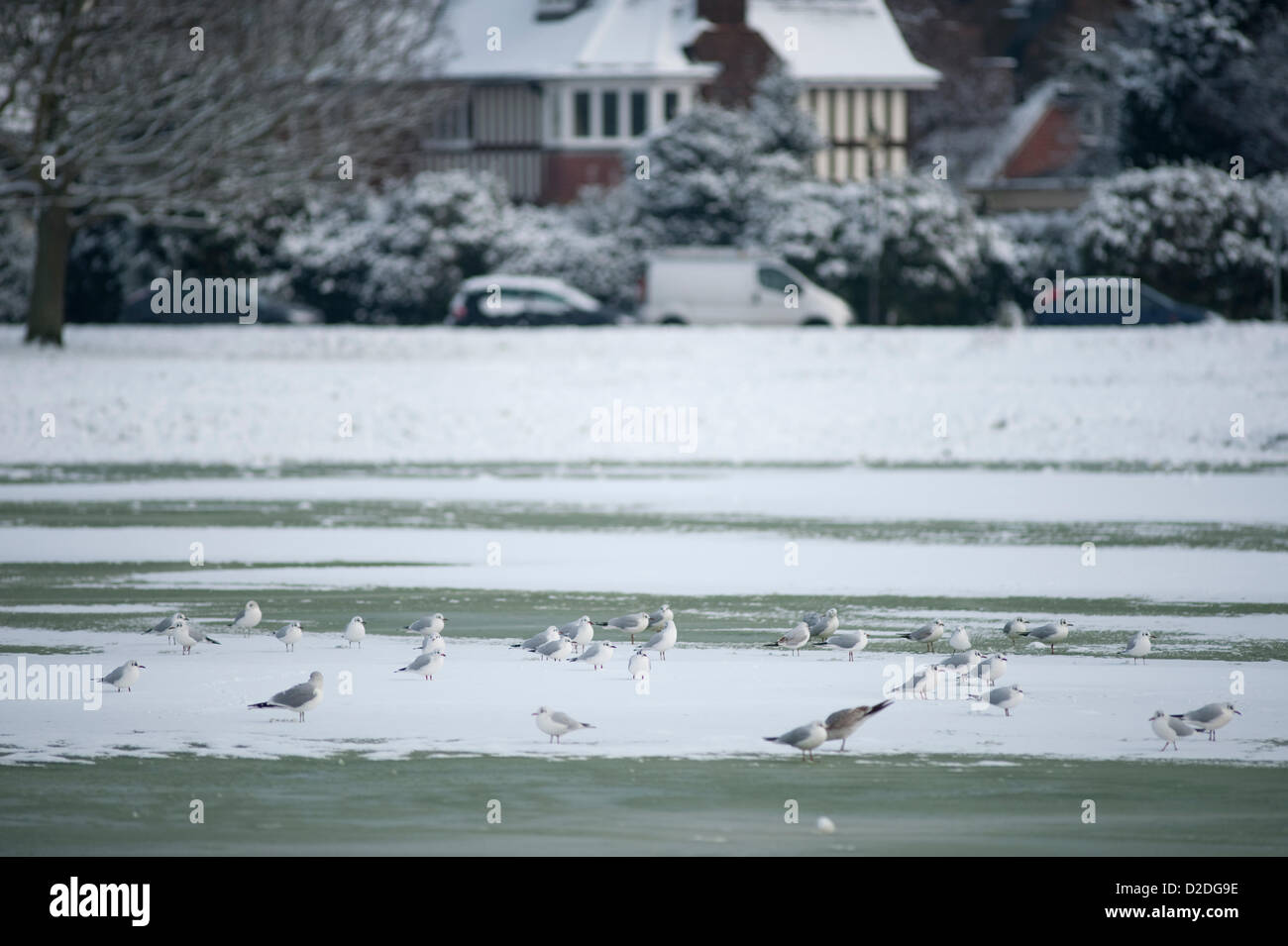 Pond london wimbledon common hi-res stock photography and images - Alamy