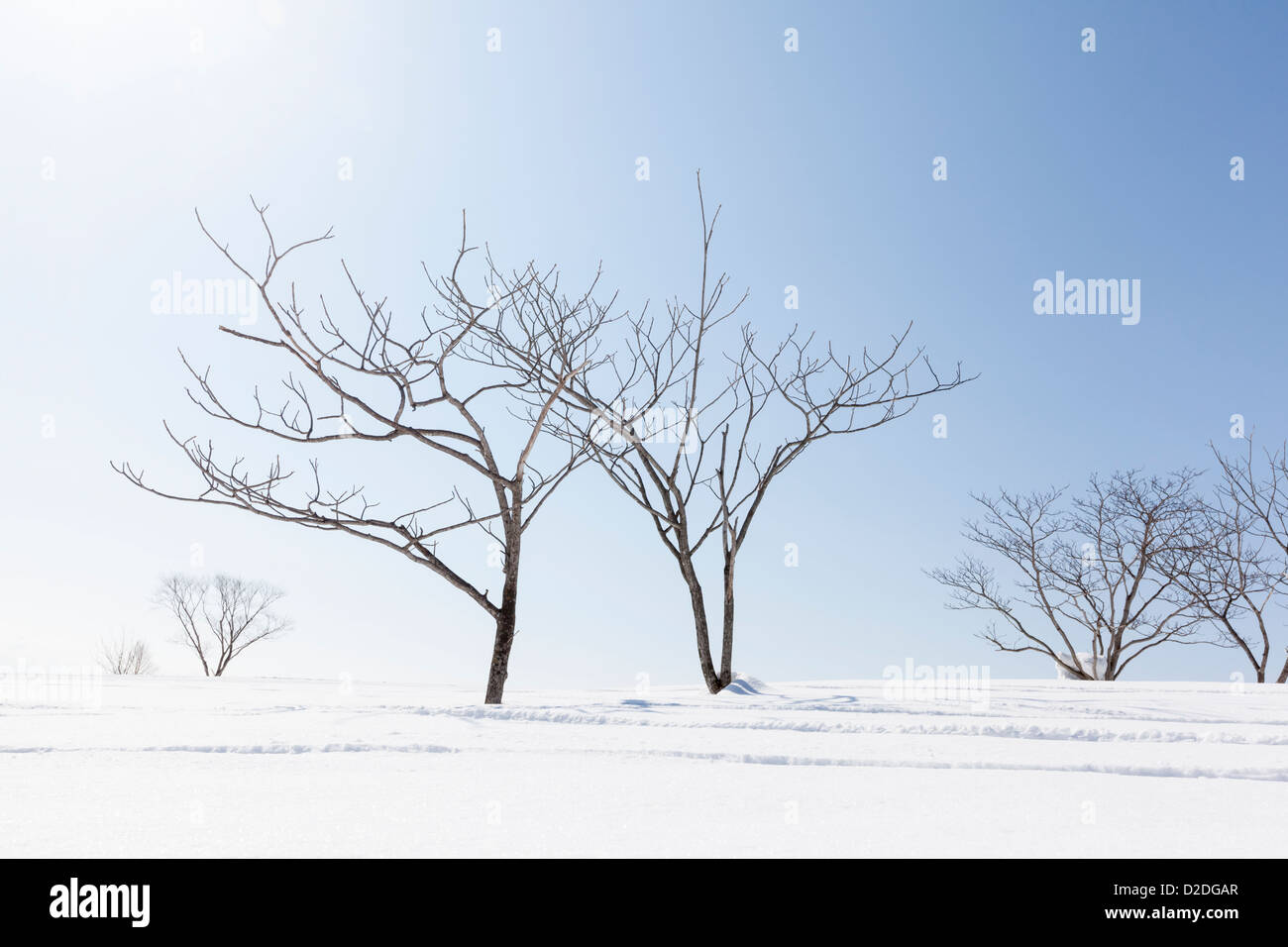 Stark winter trees in the snow in Niseko, Japan Stock Photo - Alamy