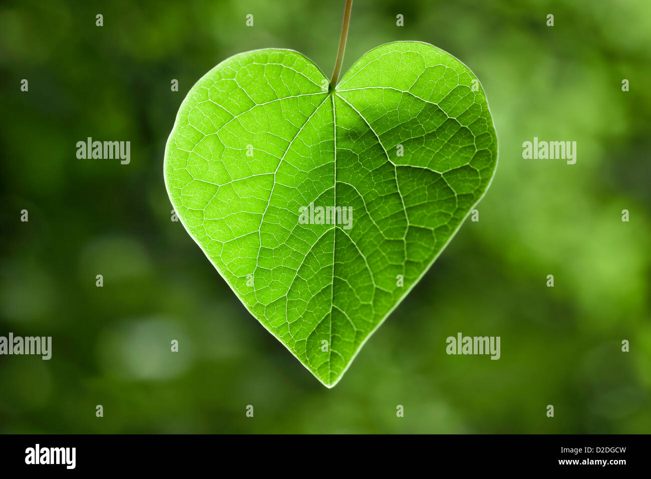 Heart Shaped Leaf High Resolution Stock Photography and Images - Alamy