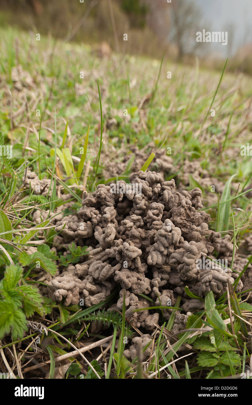 Worm mound texture hi-res stock photography and images - Alamy