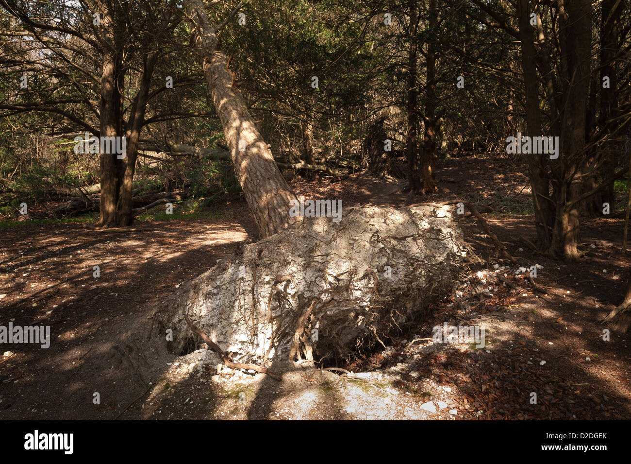 Upturned and toppled pine tree remains from great storm of 1987 in ...