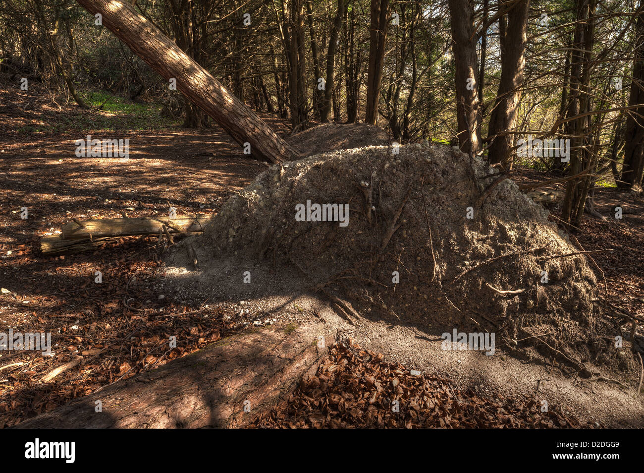 Upturned tree roots hi-res stock photography and images - Alamy