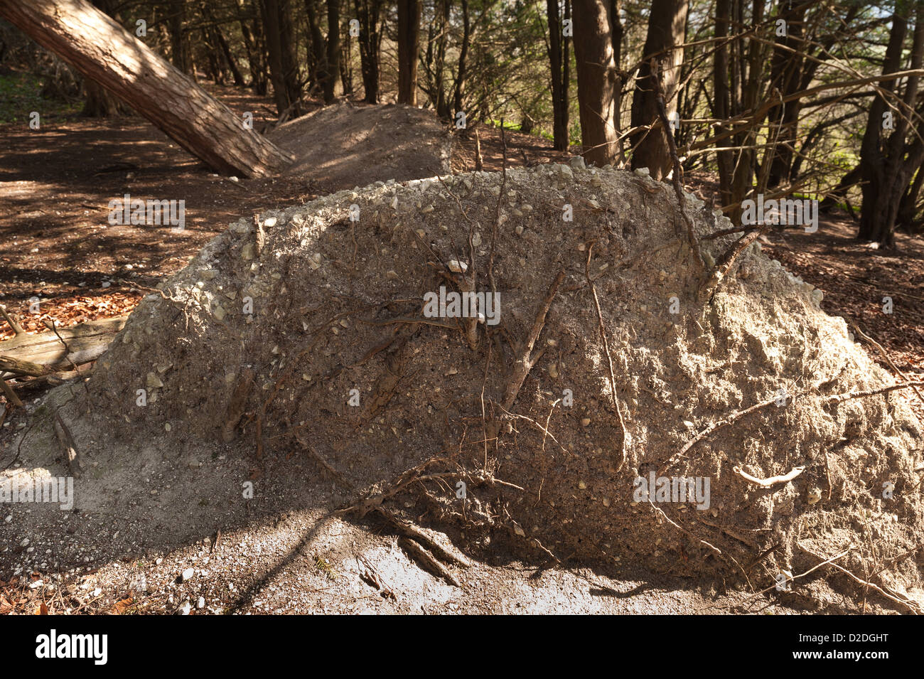 Upturned tree roots hi-res stock photography and images - Alamy