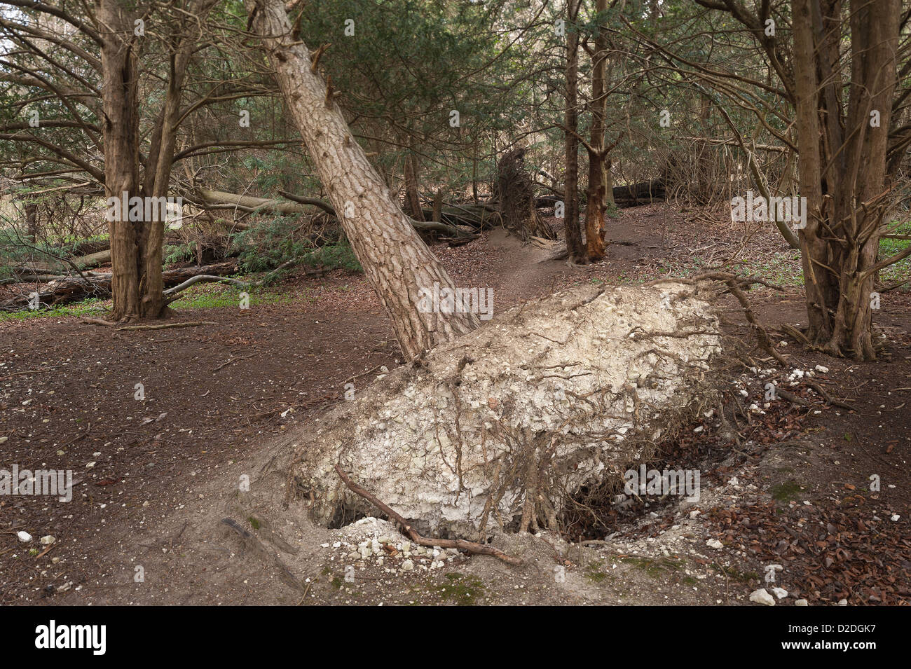 Upturned and toppled pine tree remains from great storm of 1987 in ...