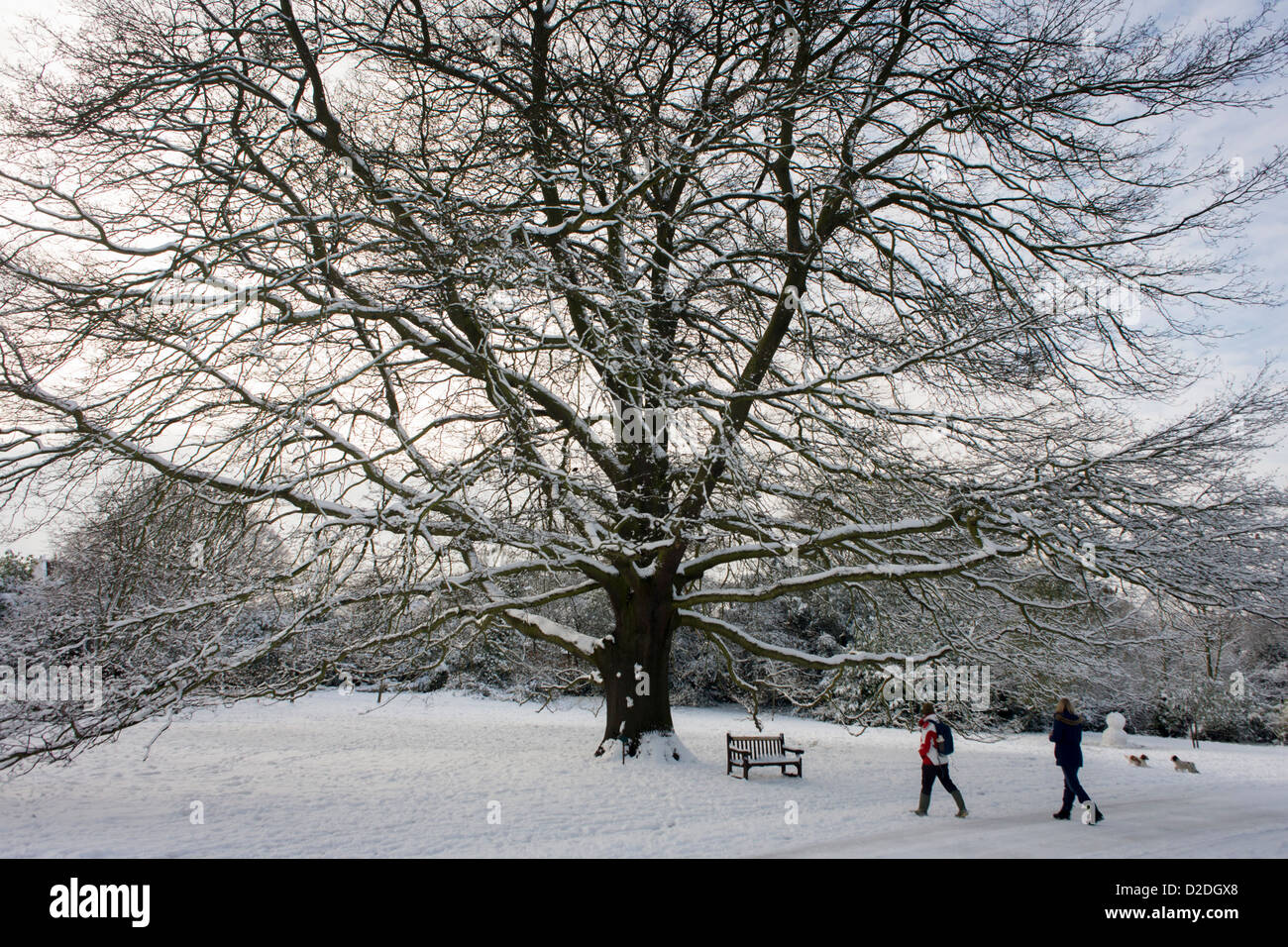 Giant old oak tree in Dulwich Park, south London during mid-winter snow ...