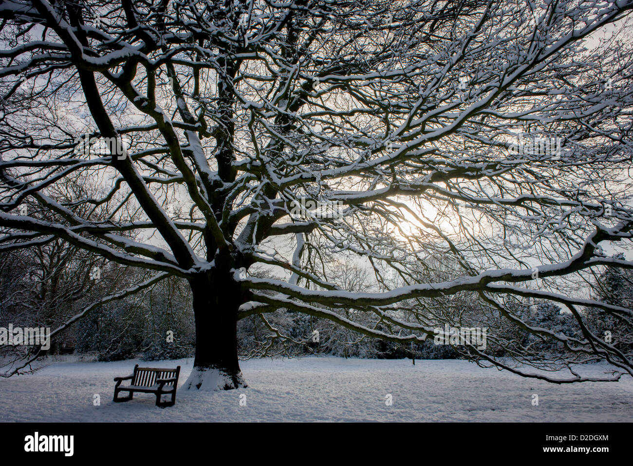 Giant old oak tree in Dulwich Park, south London during mid-winter snow ...