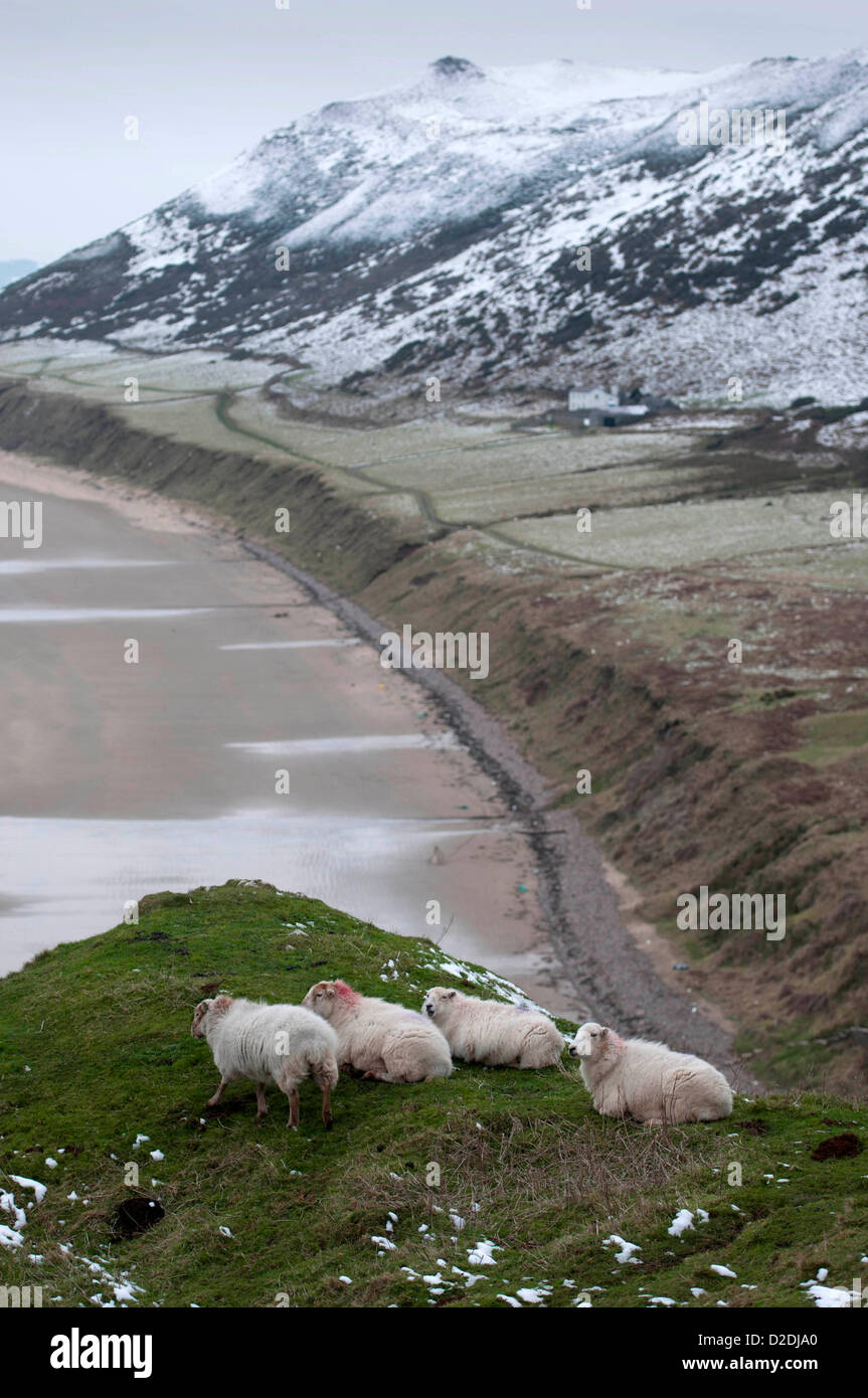 Rhossili Bay, UK. 21st Jan, 2013.Sheep huddled together for warmth on ...