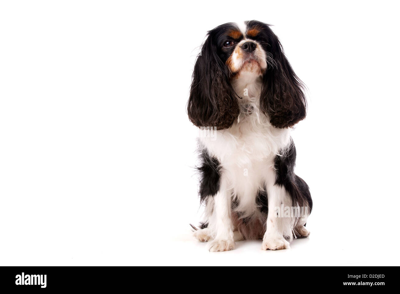 Long Haired King Charles Spaniel Dog Sitting Isolated on a White ...