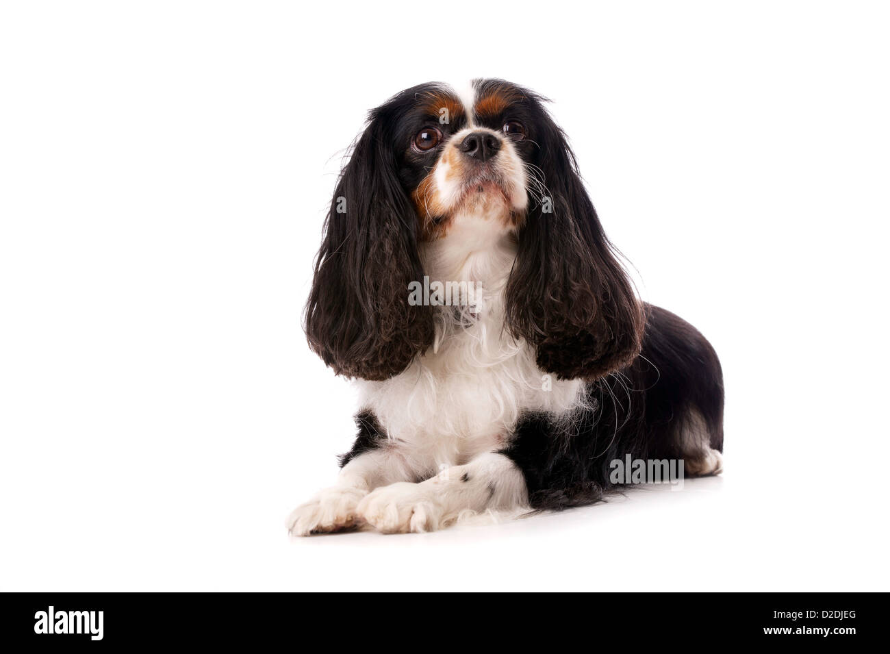 Long Haired King Charles Spaniel Dog Laid Isolated on a White ...