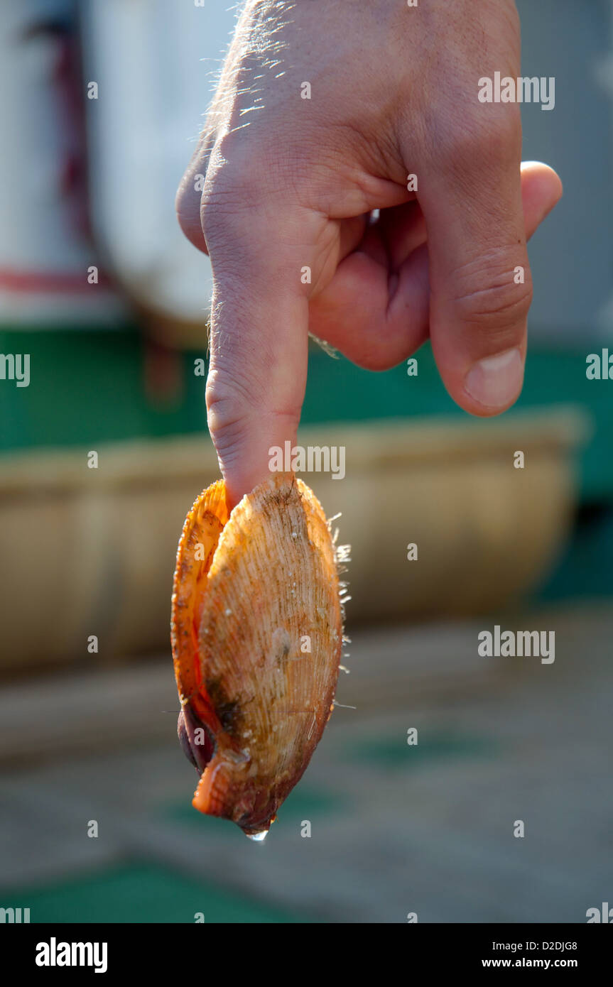 Icelandic scallops (Chlamys islandica) Barents Sea, Russia, Arctic Stock Photo - Alamy