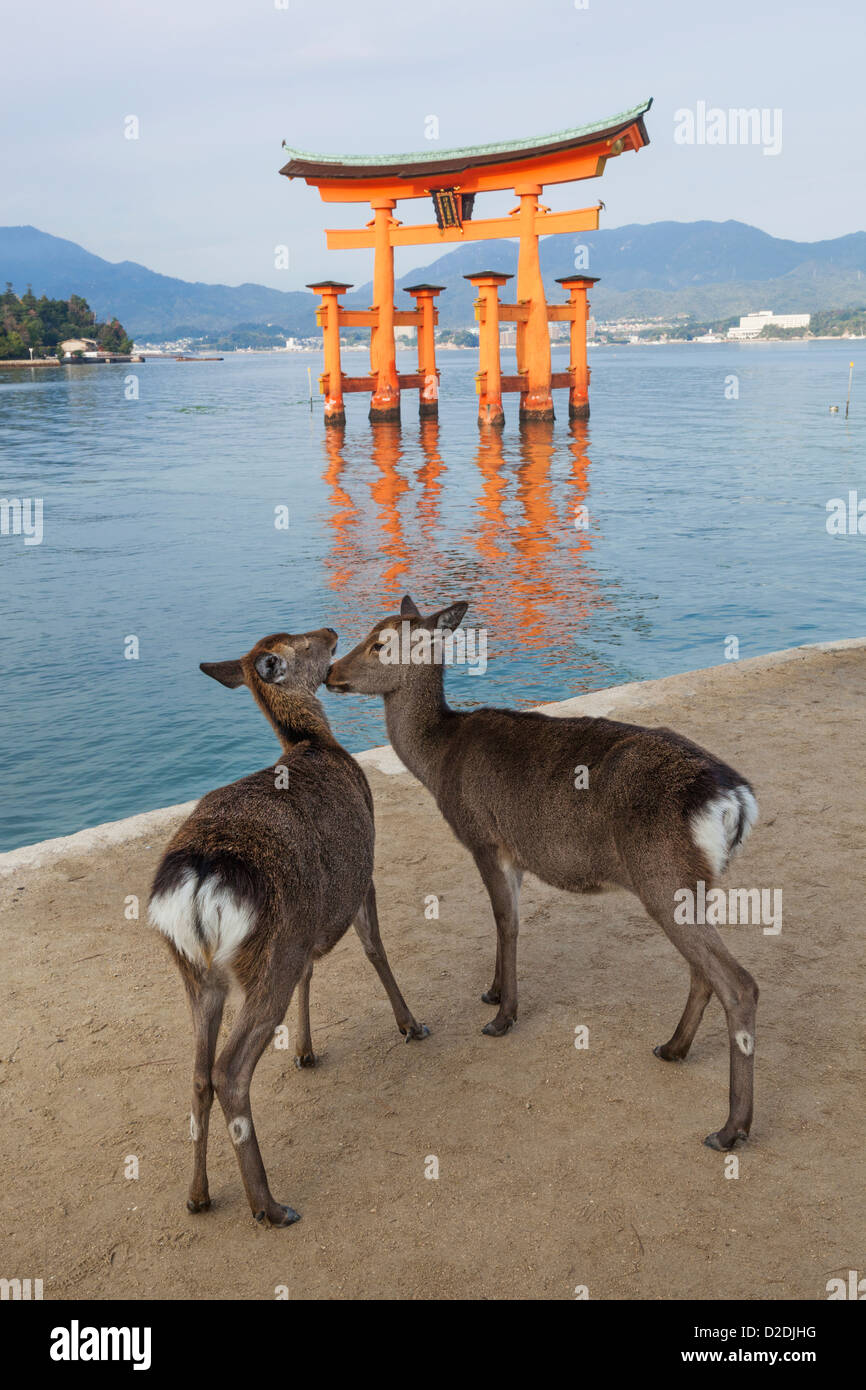 Japan, Kyushu, Hiroshima, Miyajima Island, Deer Stock Photo - Alamy