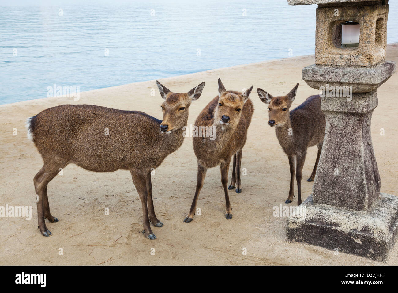 Japan, Kyushu, Hiroshima, Miyajima Island, Deer Stock Photo - Alamy