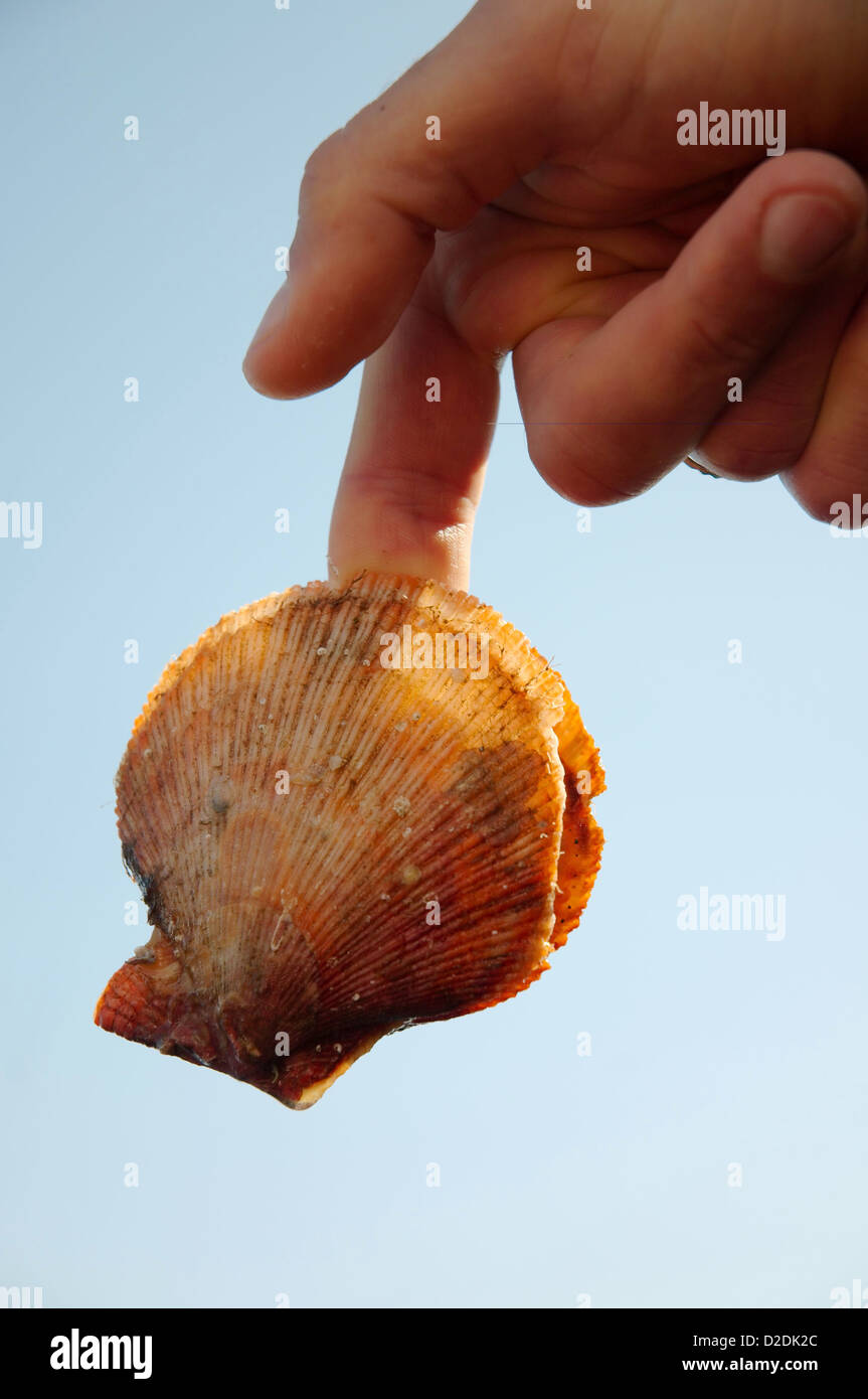 Iceland scallop (chlamys islandica) hi-res stock photography and images - Alamy