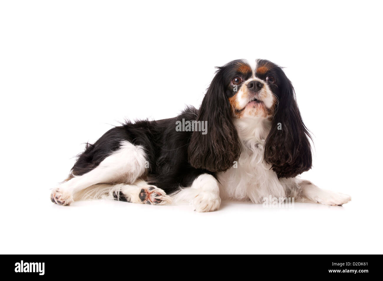 Long Haired King Charles Spaniel Dog Laid Isolated on a White ...
