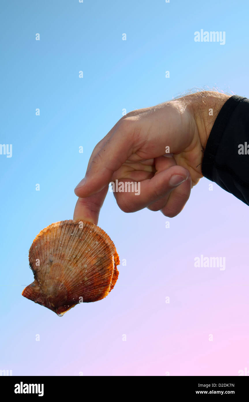 Icelandic scallops (Chlamys islandica) Barents Sea, Russia, Arctic ...