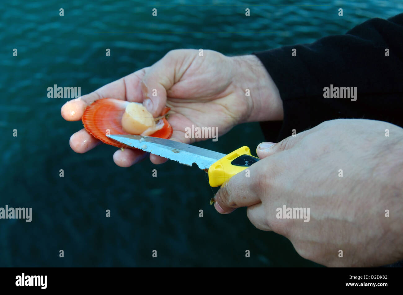 Scallops (Pectinidae) Barents Sea, Russia, Arctic Stock Photo - Alamy