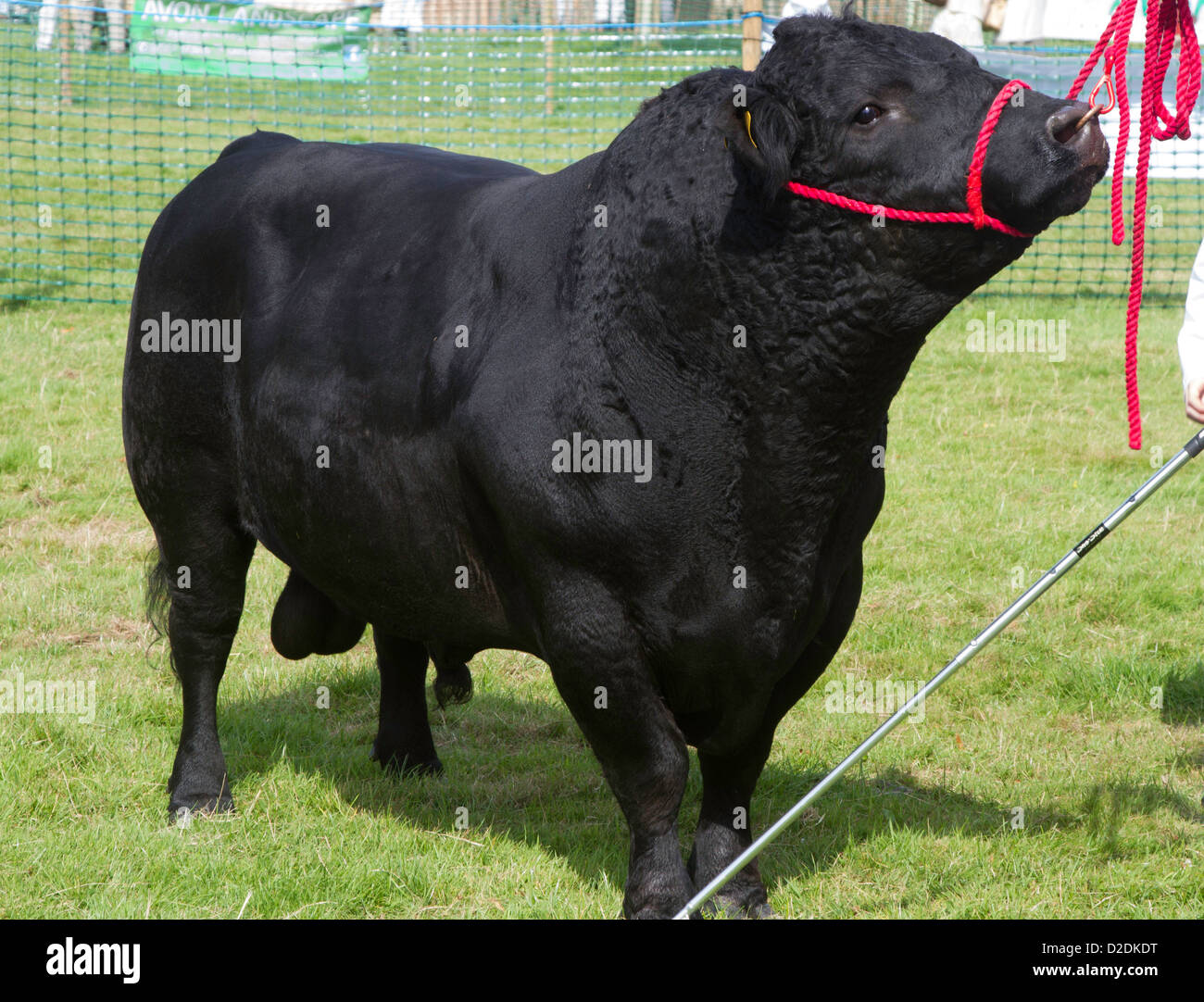 Dexter bull hi-res stock photography and images - Alamy