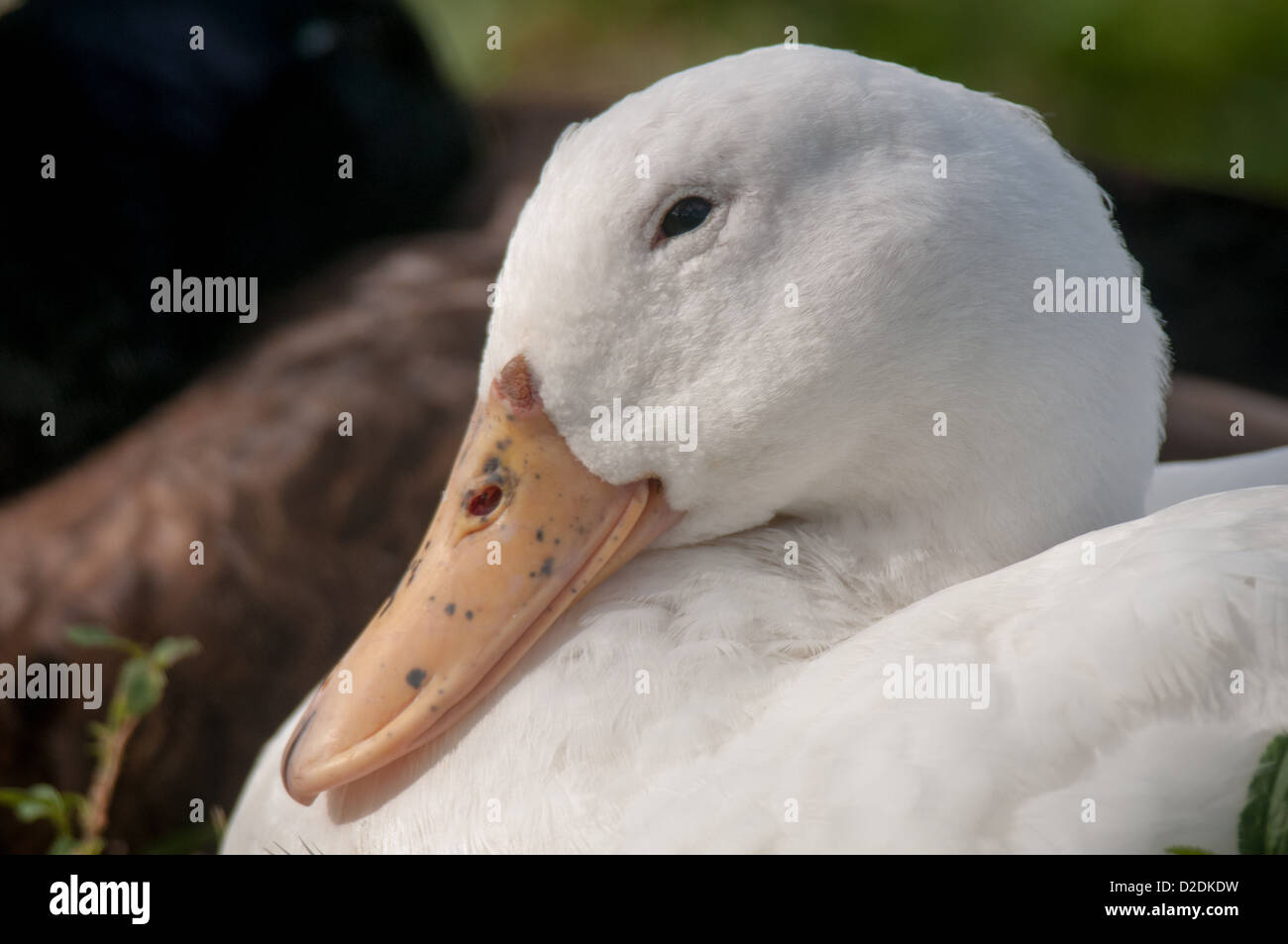 White Pekin duck at Lake Morton in Lakeland, Florida Stock Photo - Alamy
