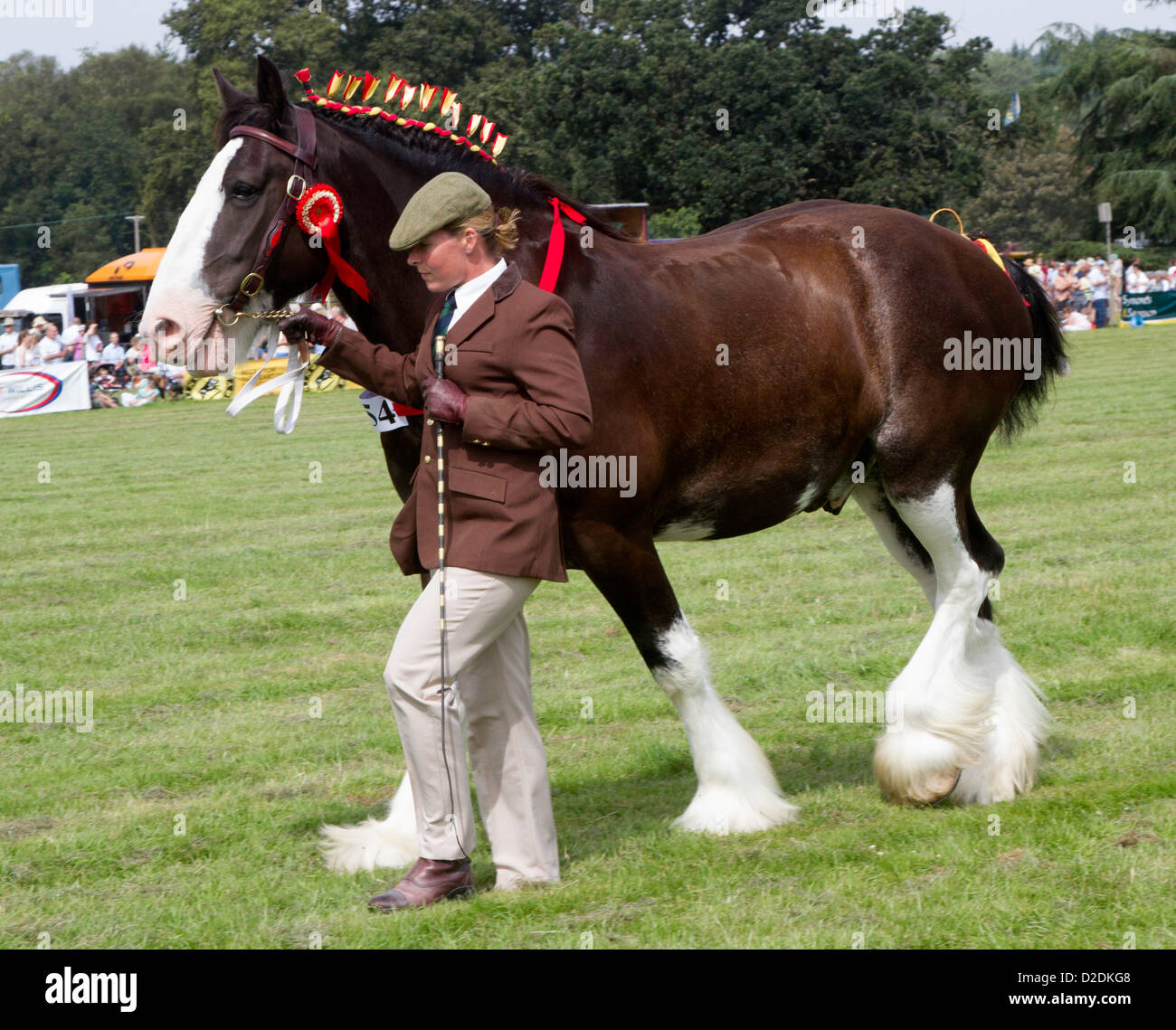 Entrant in the Heavy Horse class at Ellingham Country Show, Ringwood ...