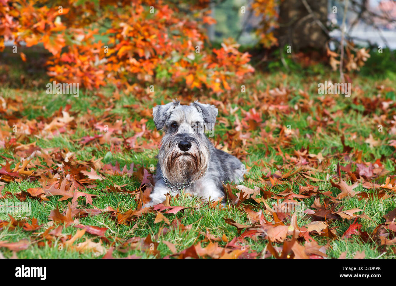 cute miniature schnauzer during autumn outdoors Stock Photo - Alamy