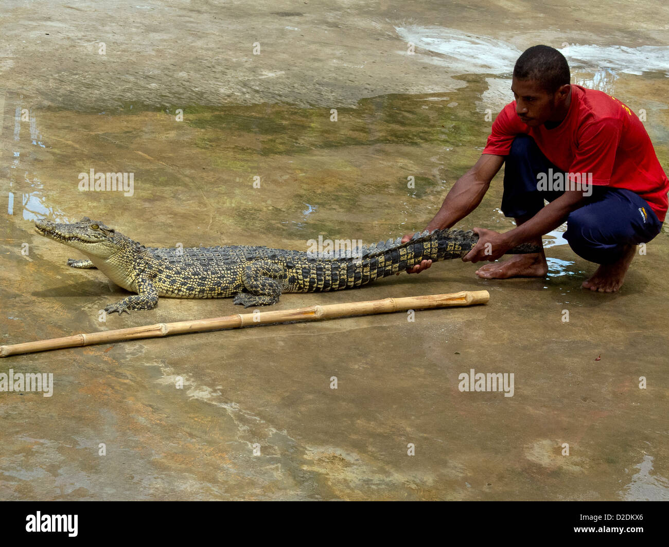 Malaysia, Borneo, Sandakan, Man measuring a crocodile in a crocodile ...