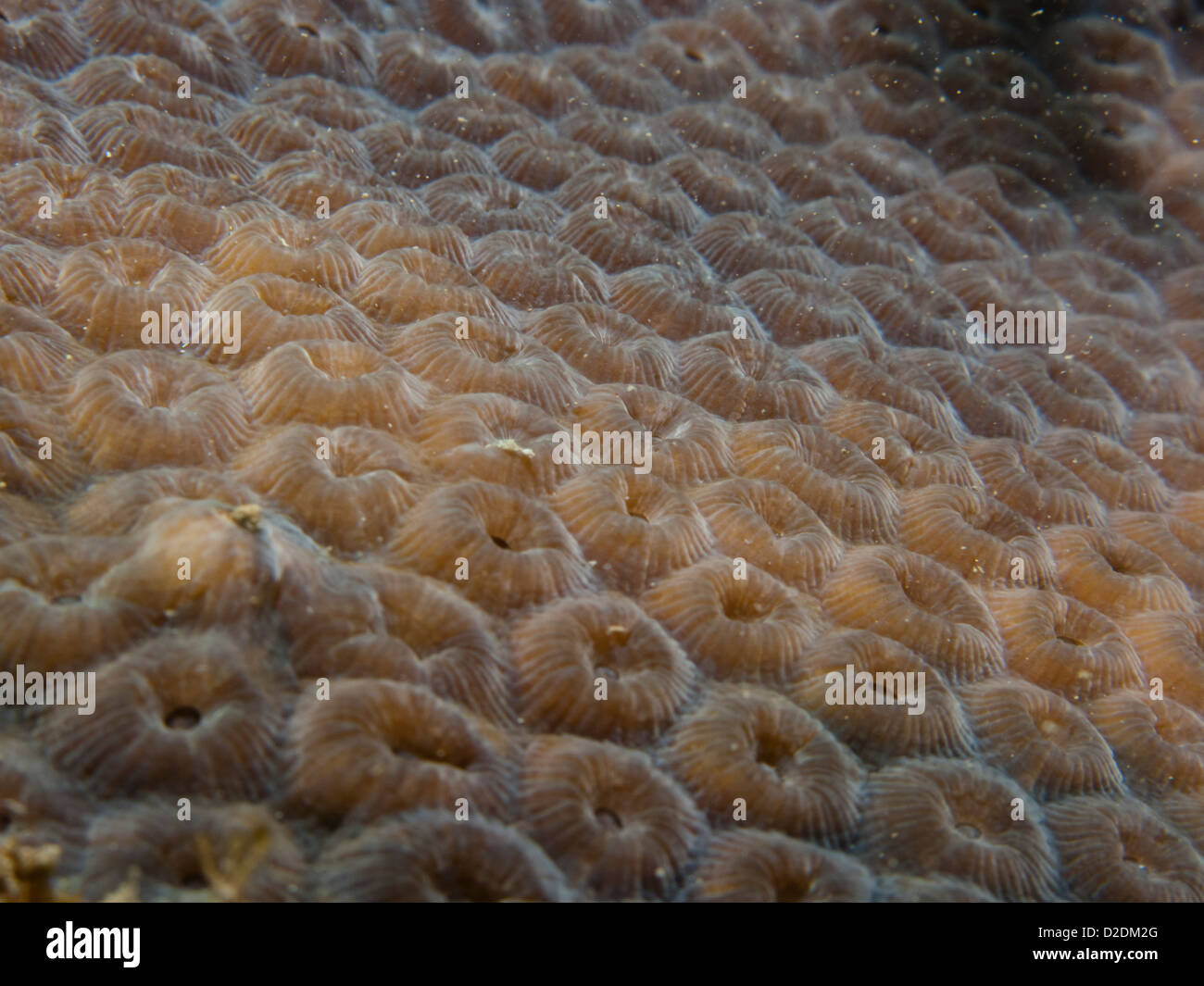 Montastrea cavernosa hi-res stock photography and images - Alamy