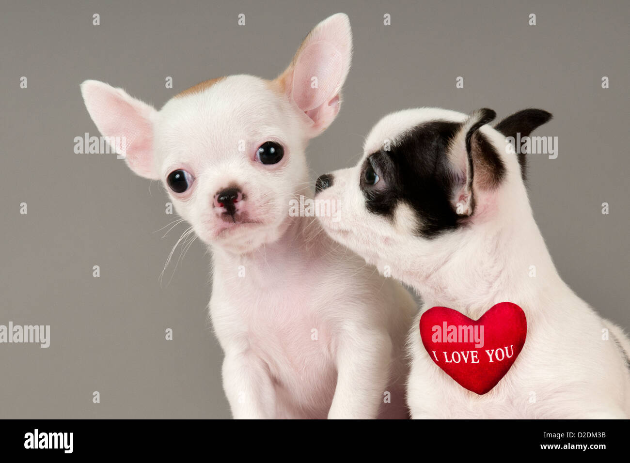 I Love You Cute Pictures Puppies