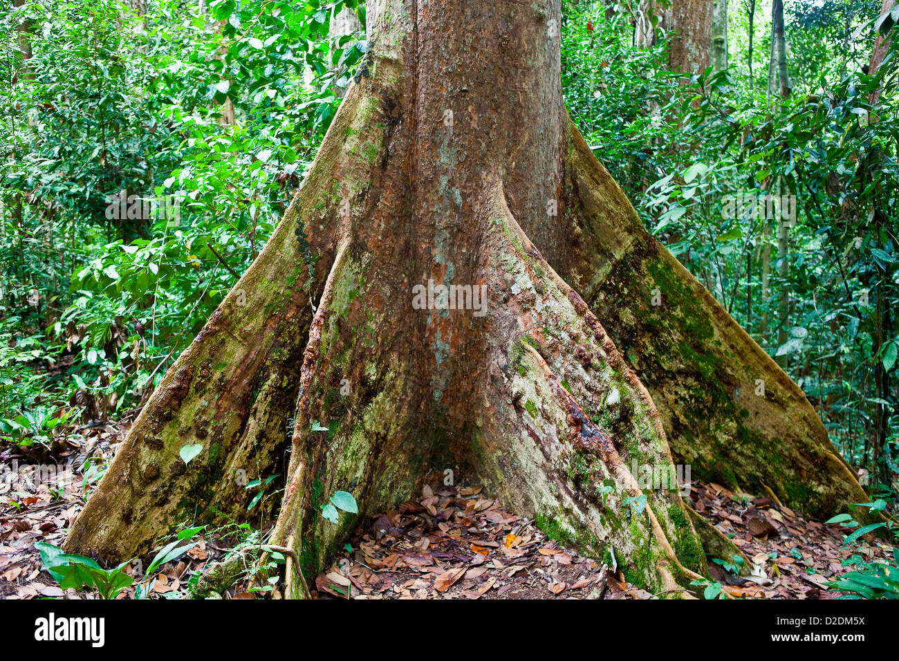 Borneo tree hi-res stock photography and images - Alamy