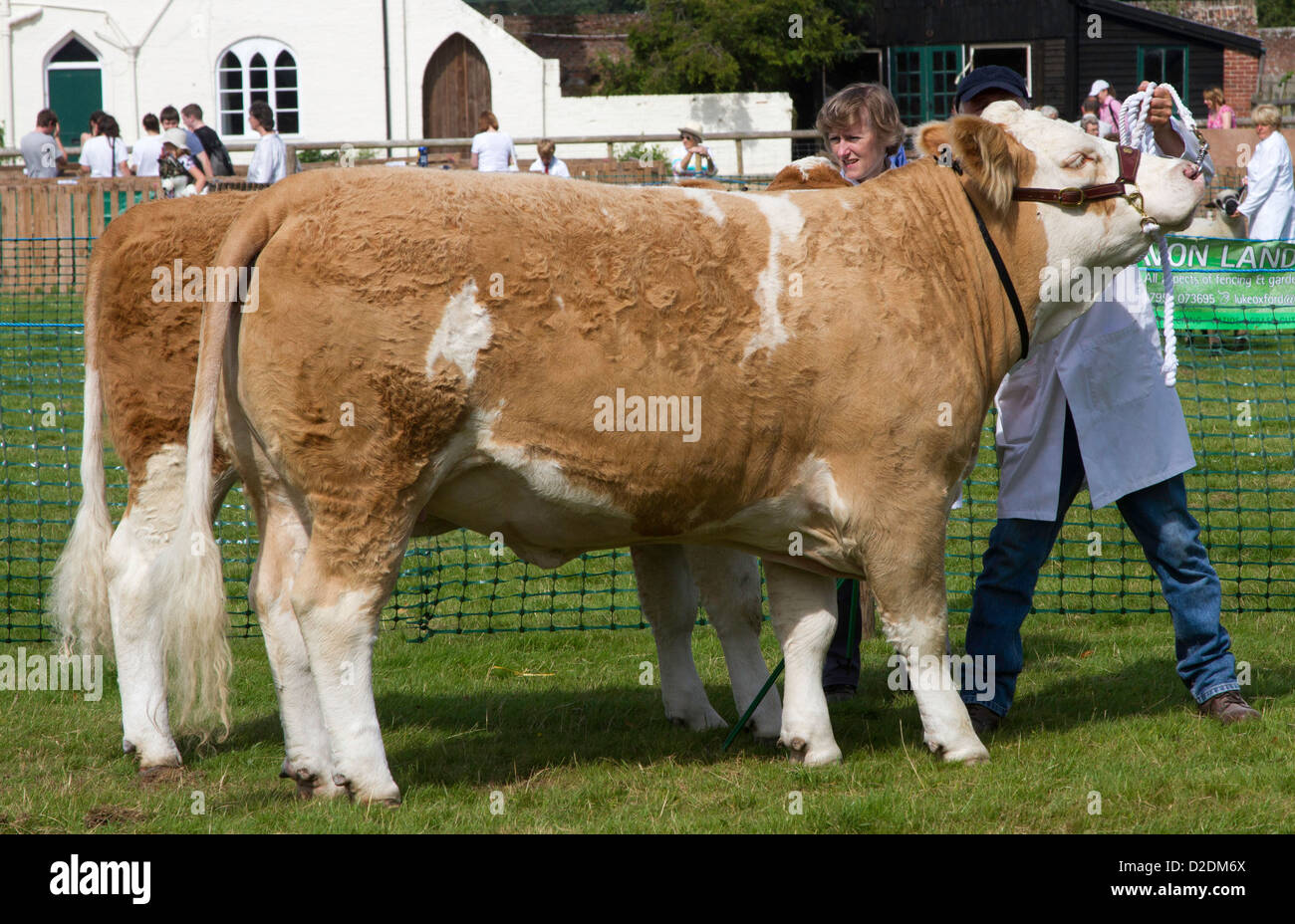 Simmental cattle hi-res stock photography and images - Alamy