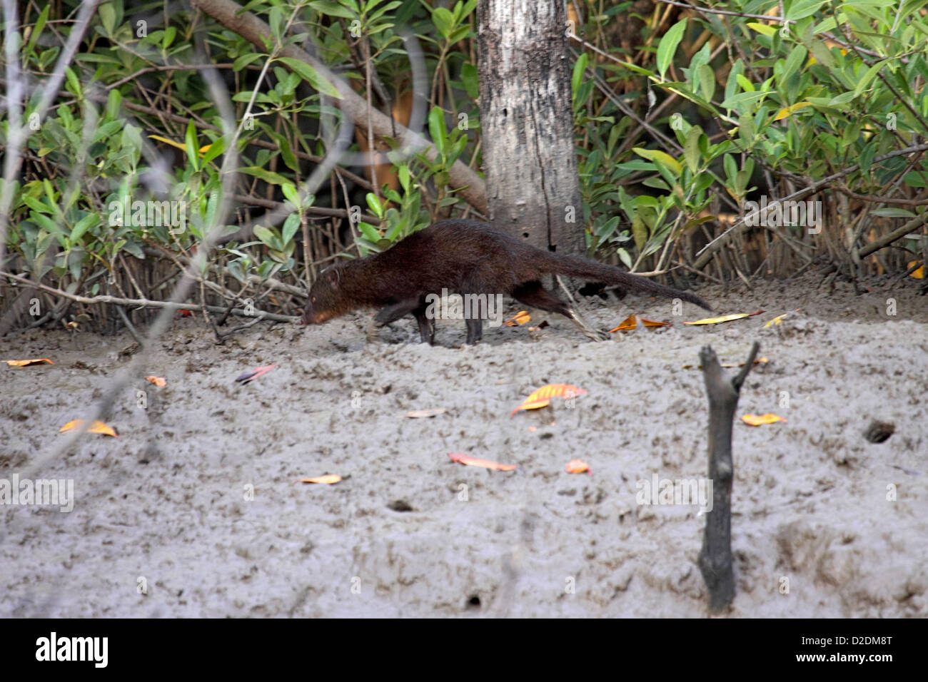 Water mongoose atilax hi-res stock photography and images - Alamy