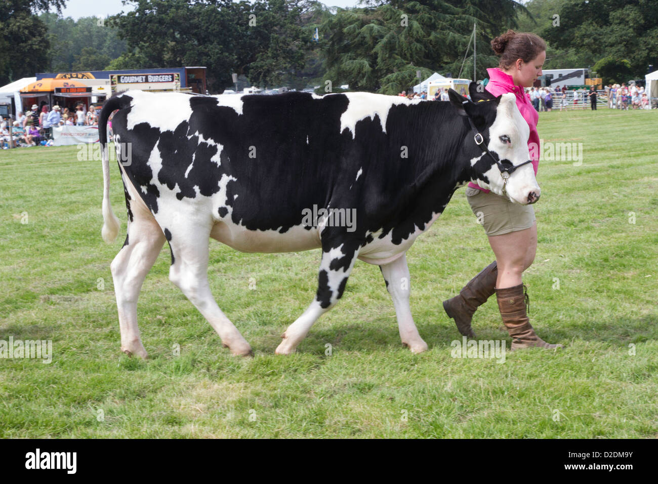 An entrant in the Dairy Cattle class at Ellingham Country show ...