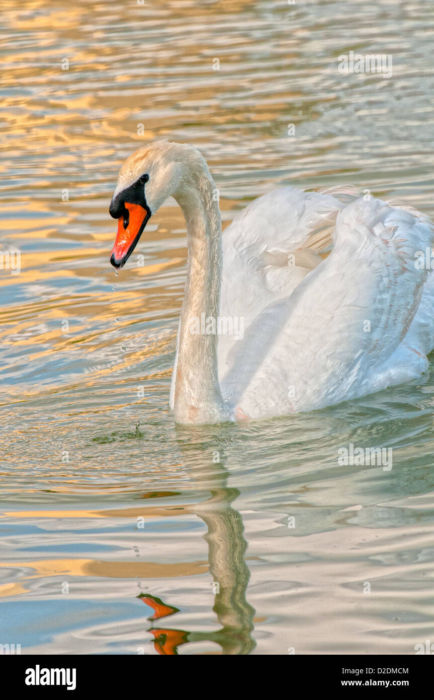 Mute Swan at Lake Morton in Lakeland, Florida Stock Photo - Alamy