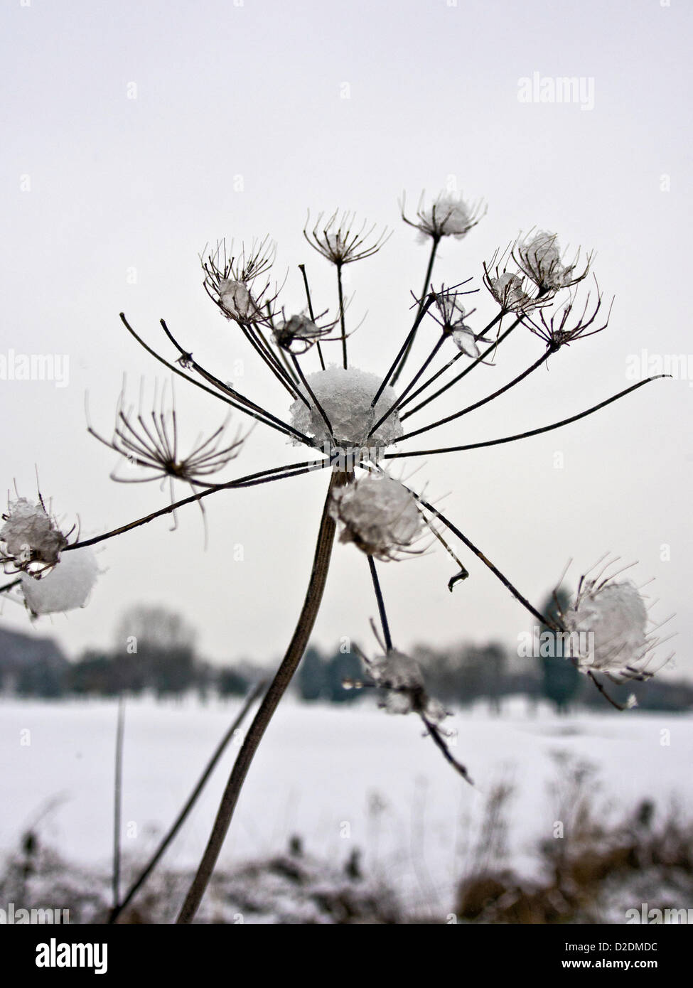 Sweet Angelica Seed Heads in Snow Stock Photo - Alamy