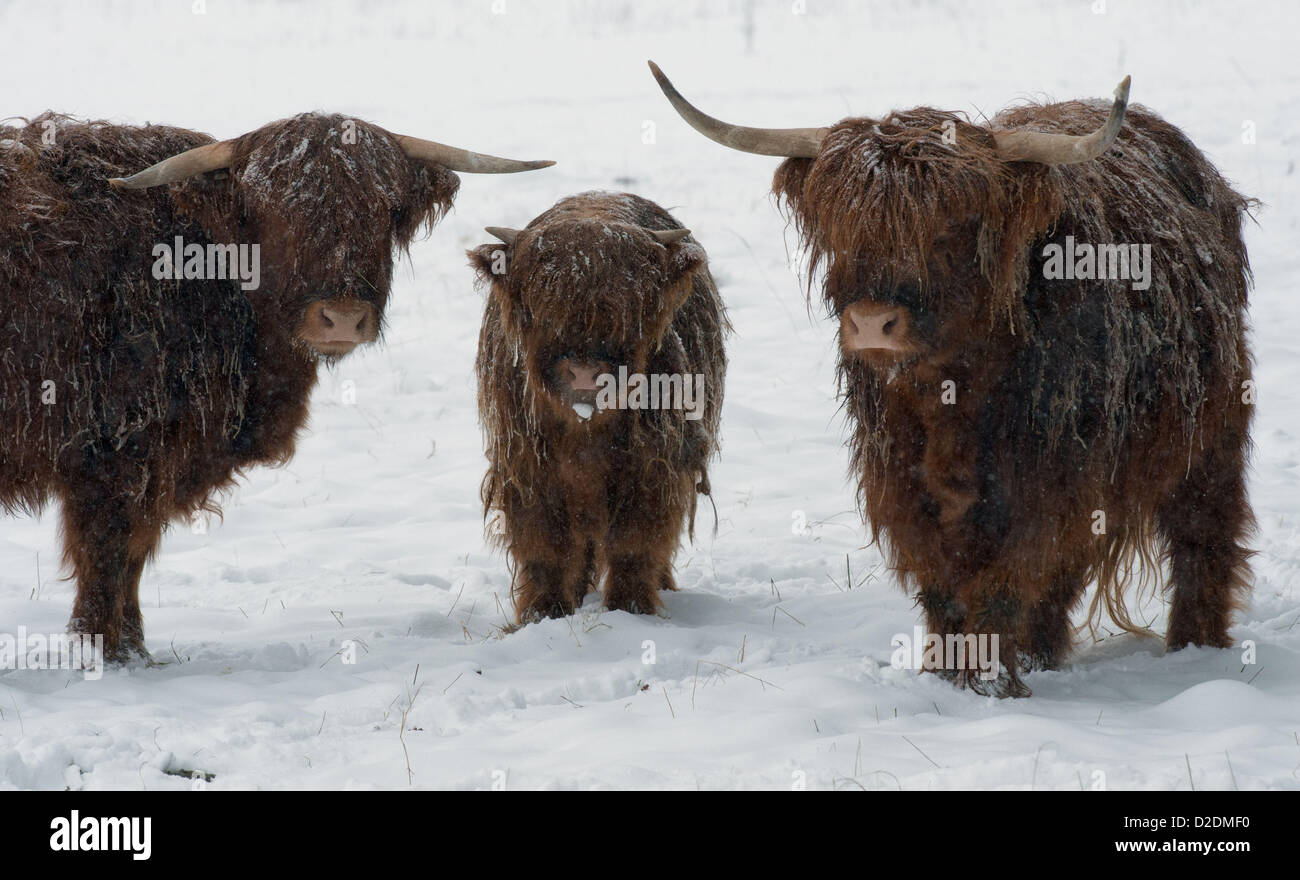 Scottish highland cattle brave the snow, wind and icy temperatures in ...