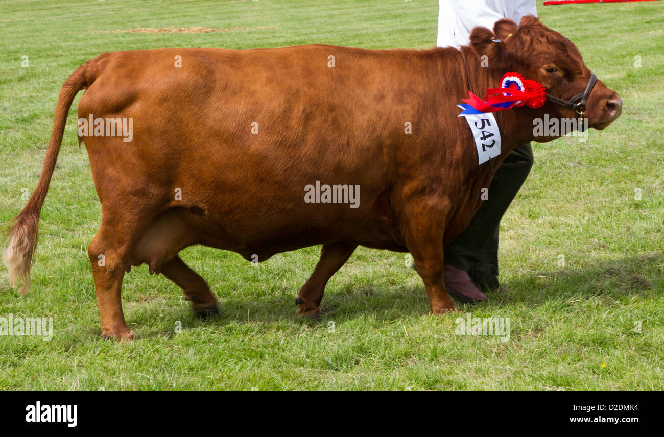 Red sussex cattle hi-res stock photography and images - Alamy