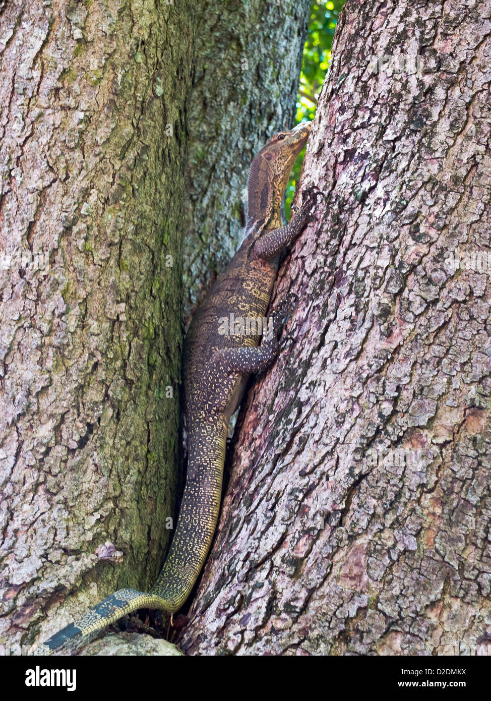 Varan in a tree hi-res stock photography and images - Alamy