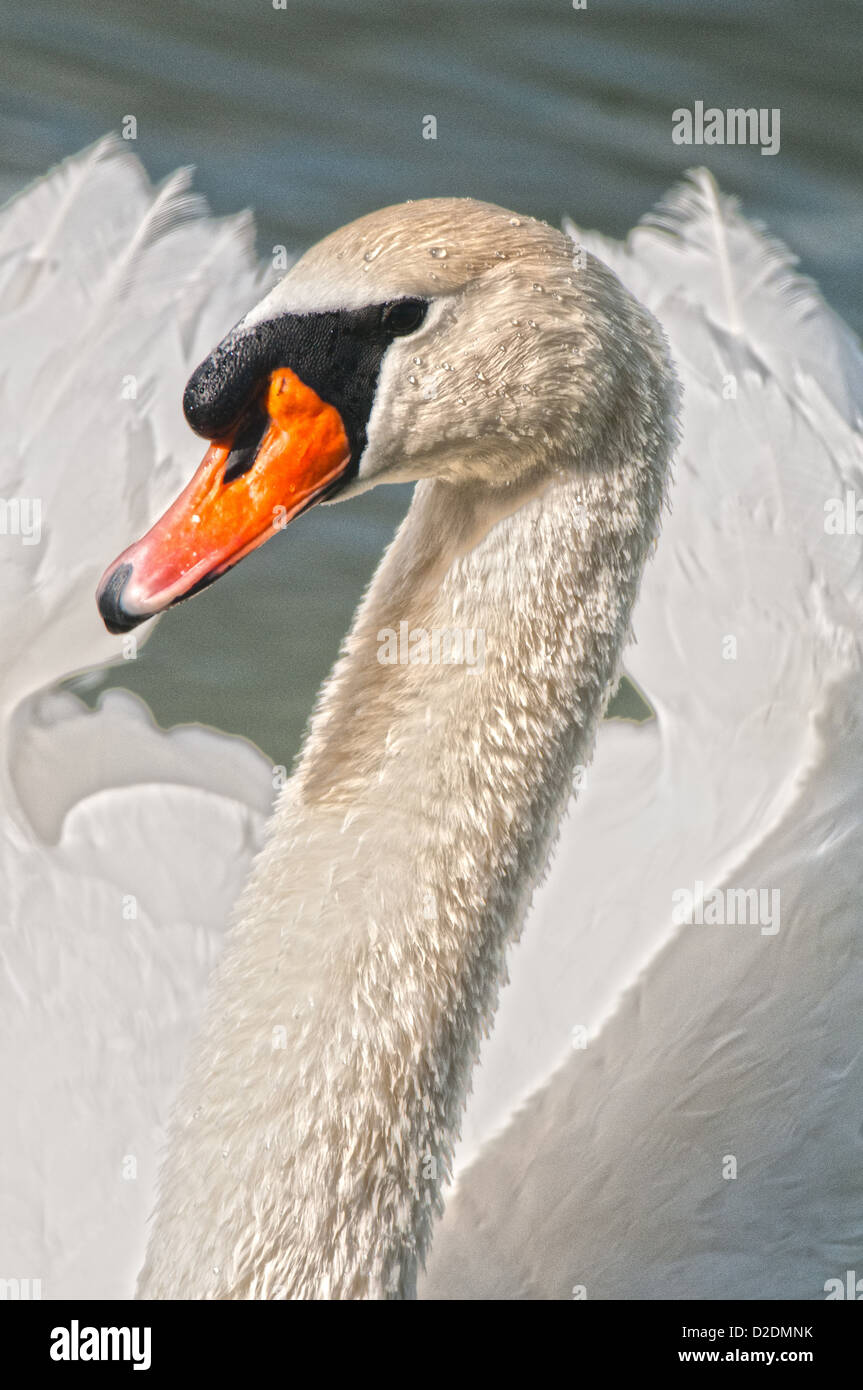 Lakeland florida swan hi-res stock photography and images - Alamy