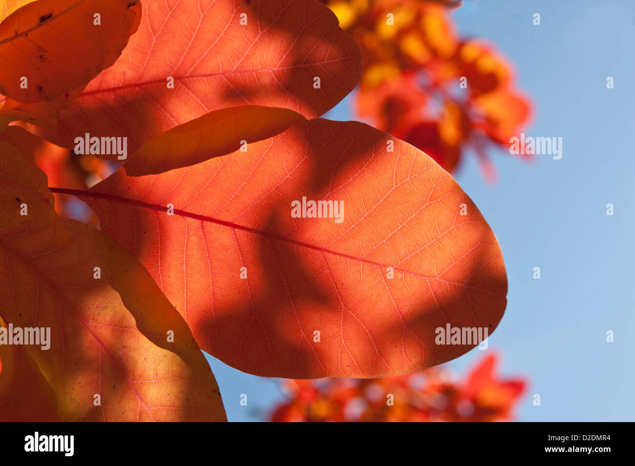 Autumnal colours in exotic deciduous tree species, Claygate, Surrey, UK ...