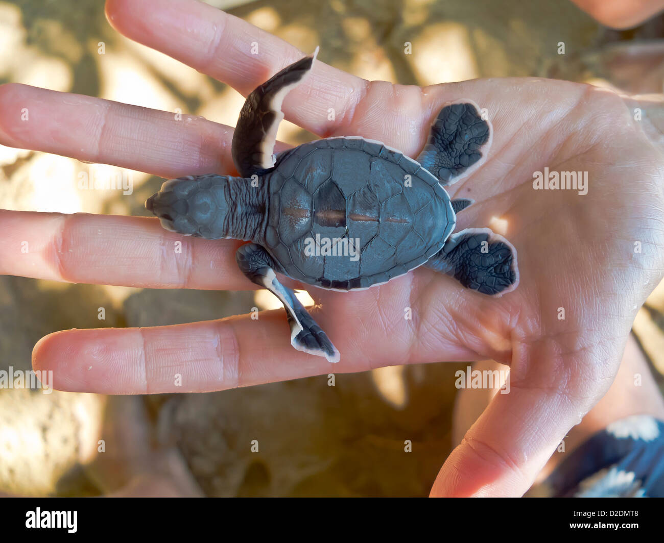 Baby turtle and hand hi-res stock photography and images - Alamy