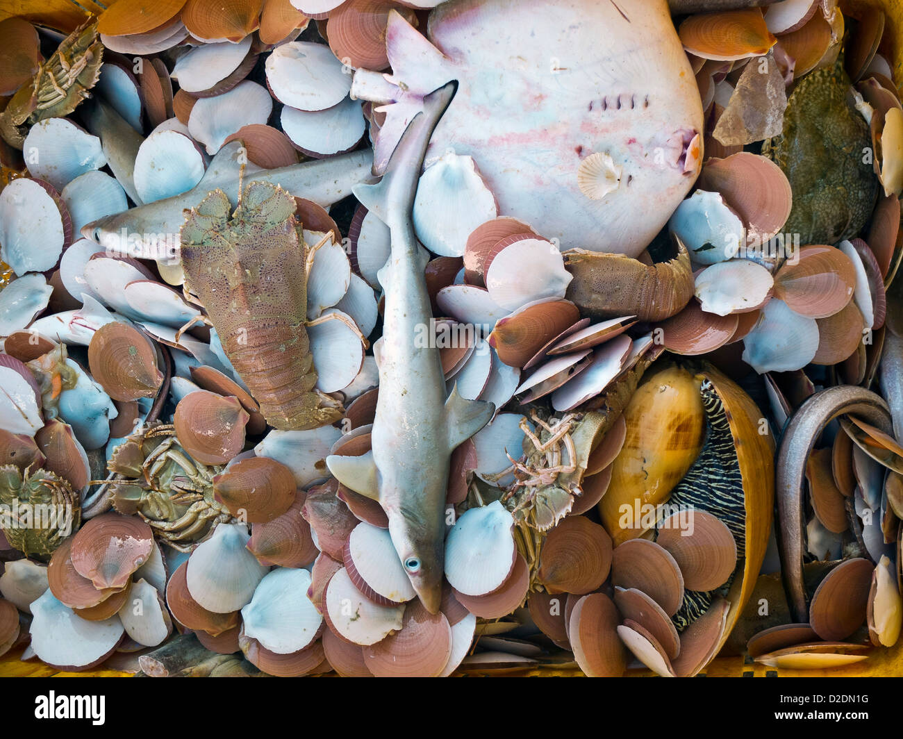 Malaysia, Borneo, Sandakan Market, fishes and seashells Stock Photo - Alamy
