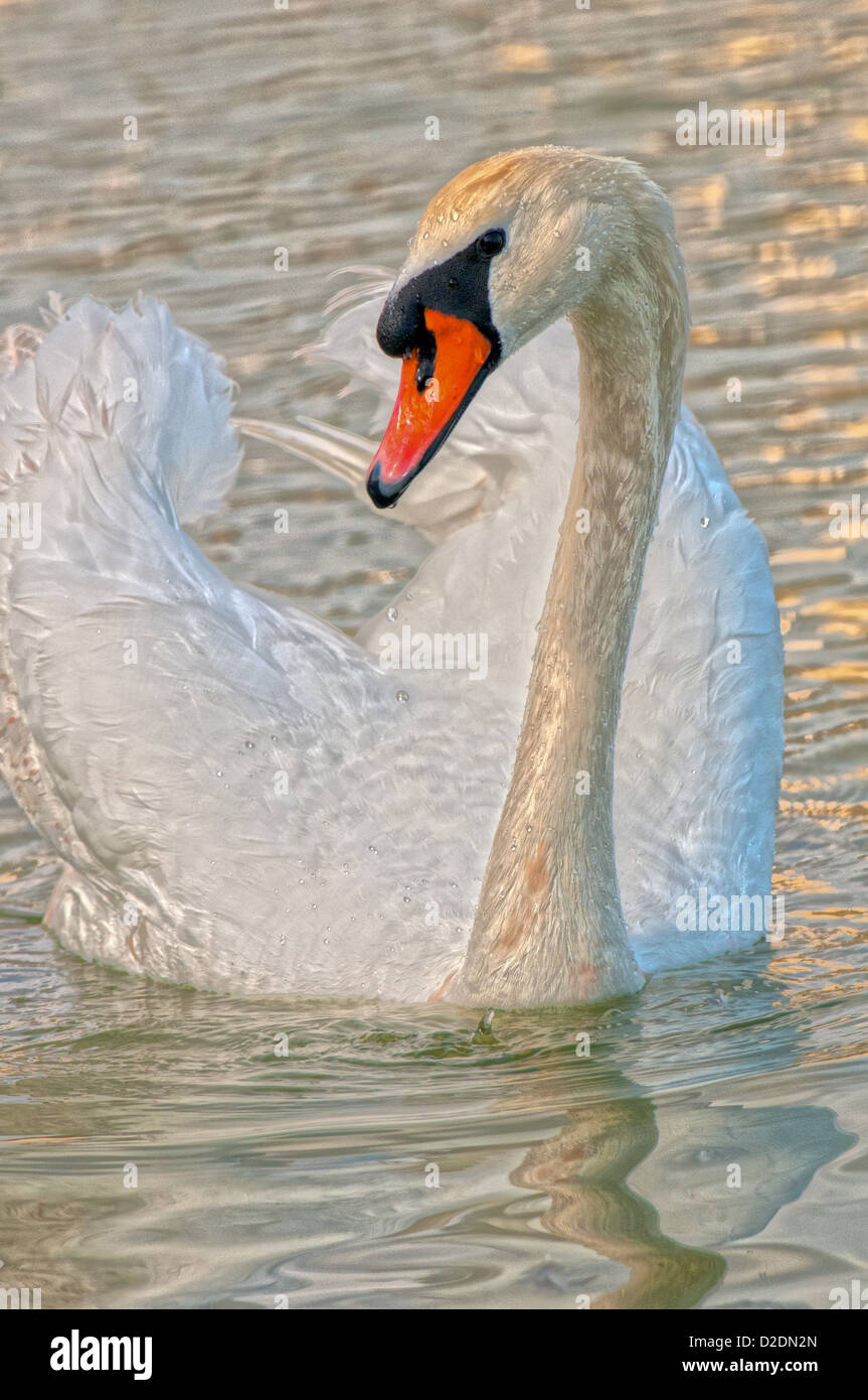 Lakeland florida swan hi-res stock photography and images - Alamy